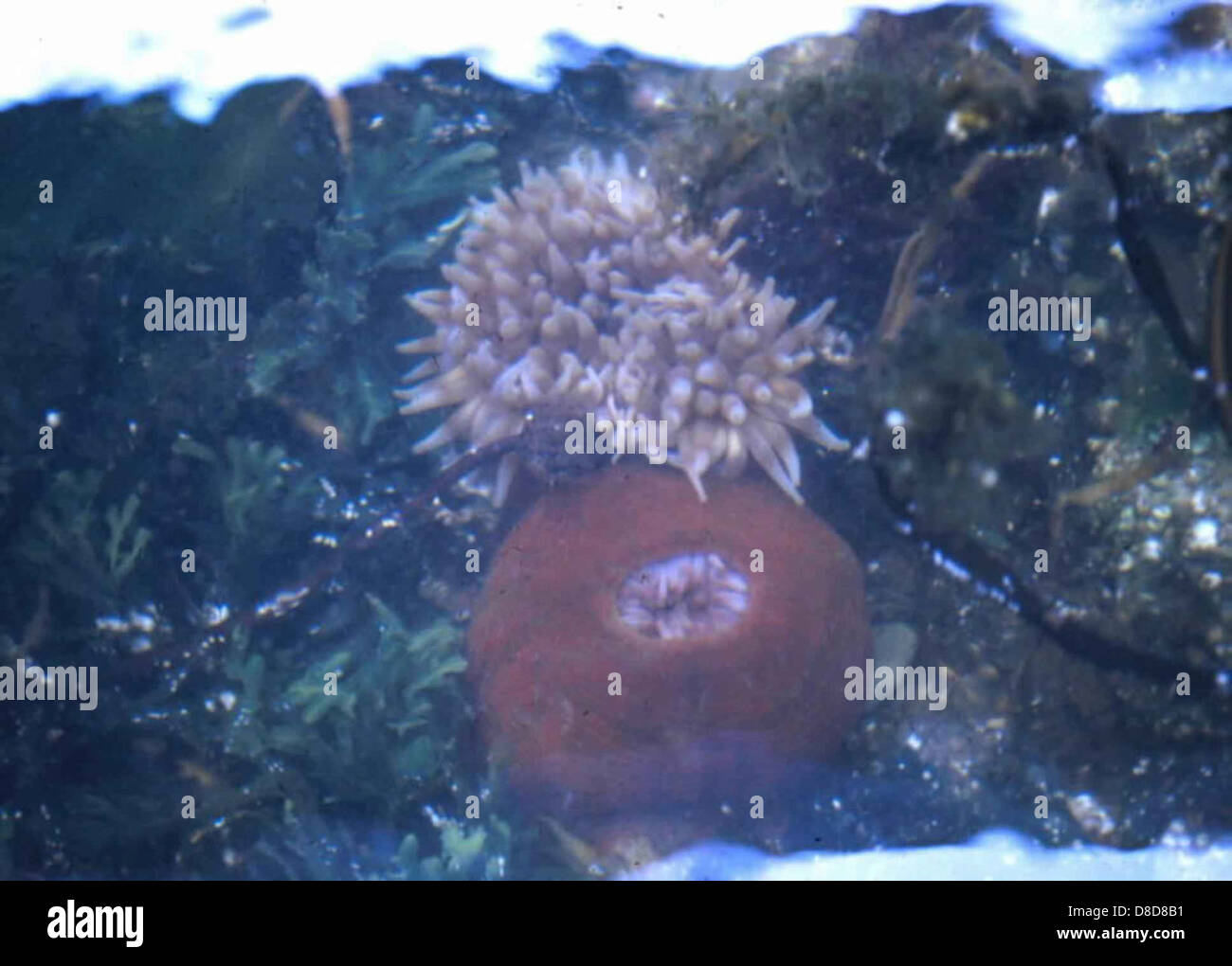 This image shows a sea anemone underwater, displaying its vibrant ...