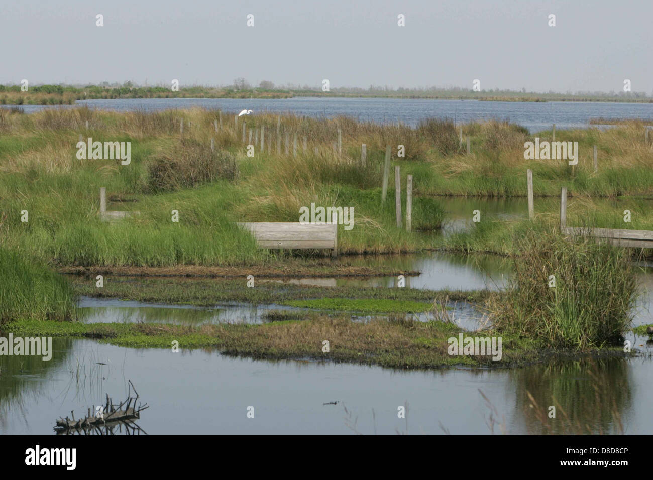 A sediment fence being installed in a marshland to prevent erosion and ...