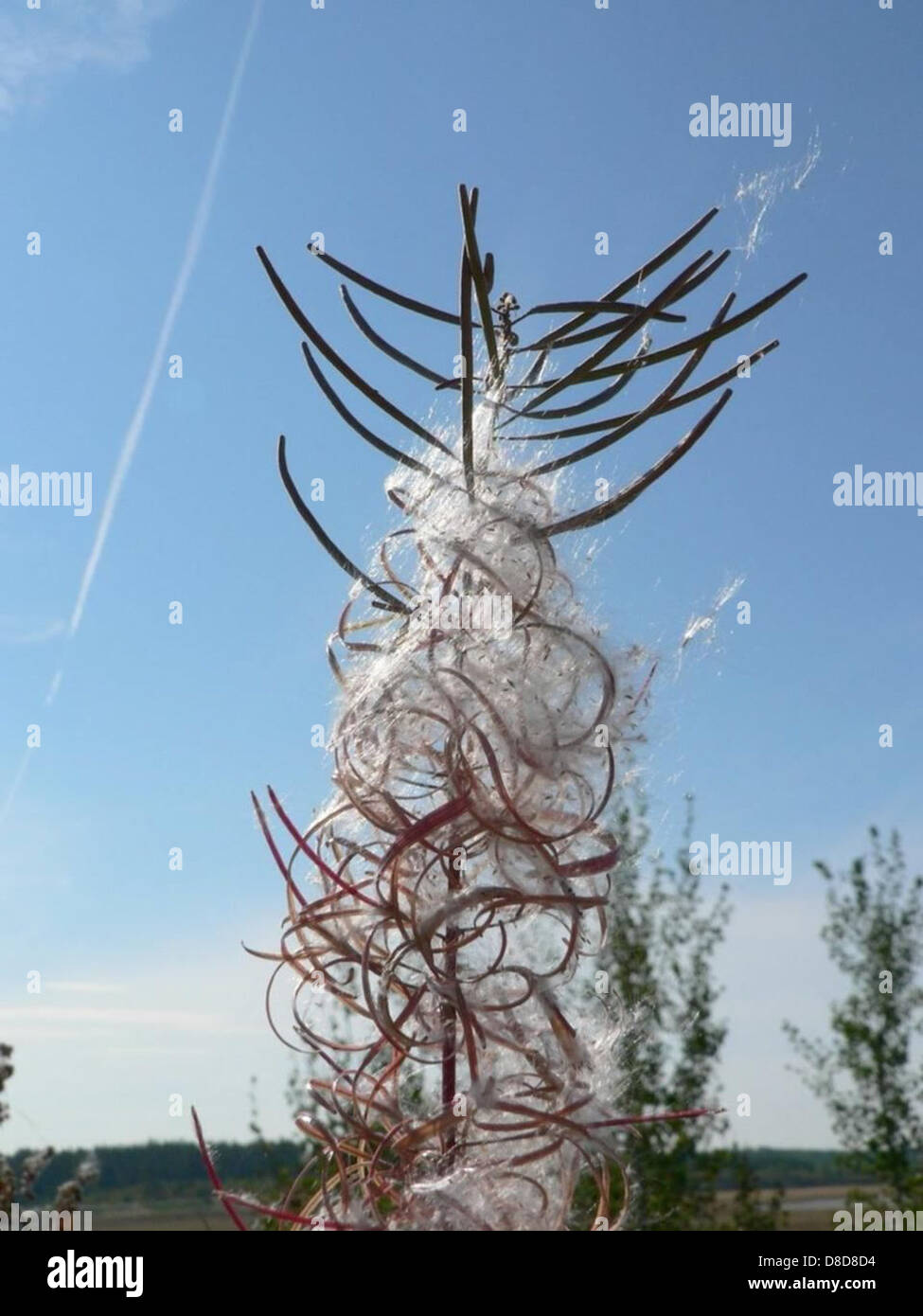 A flower in the process of seeding, with small seeds being dispersed ...