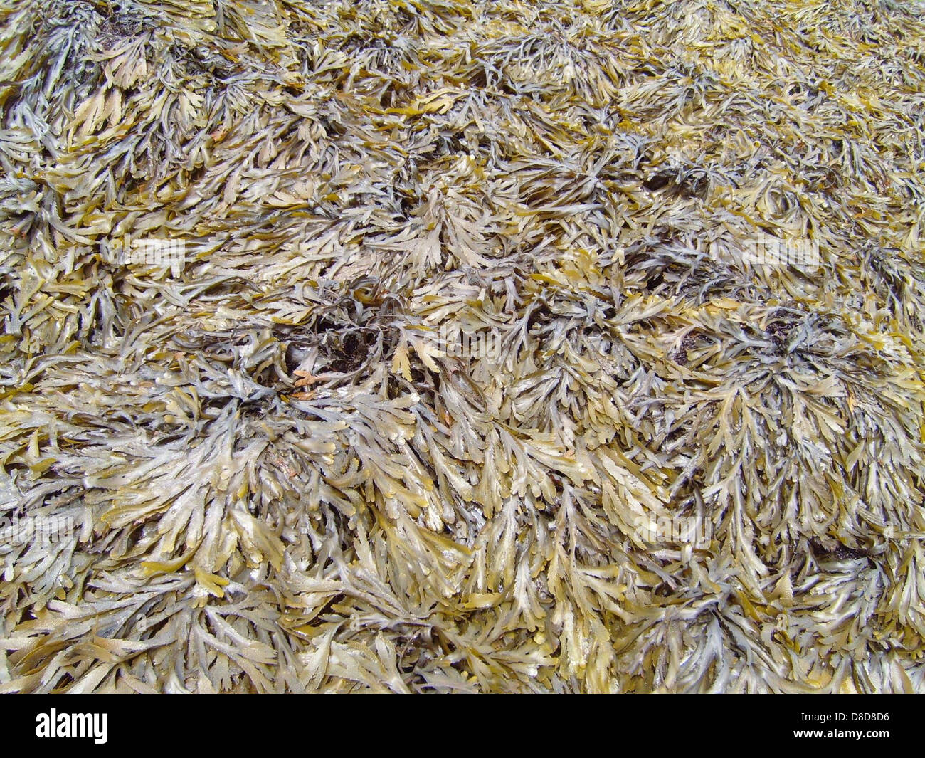 Underwater patterns visible hi-res stock photography and images - Alamy