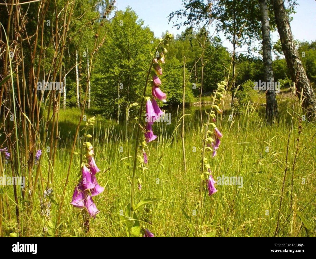 This image showcases several purple finger-shaped flowers blooming ...