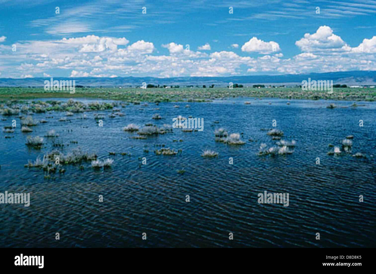 A scenic view of a shallow wetland, with calm water and lush vegetation ...