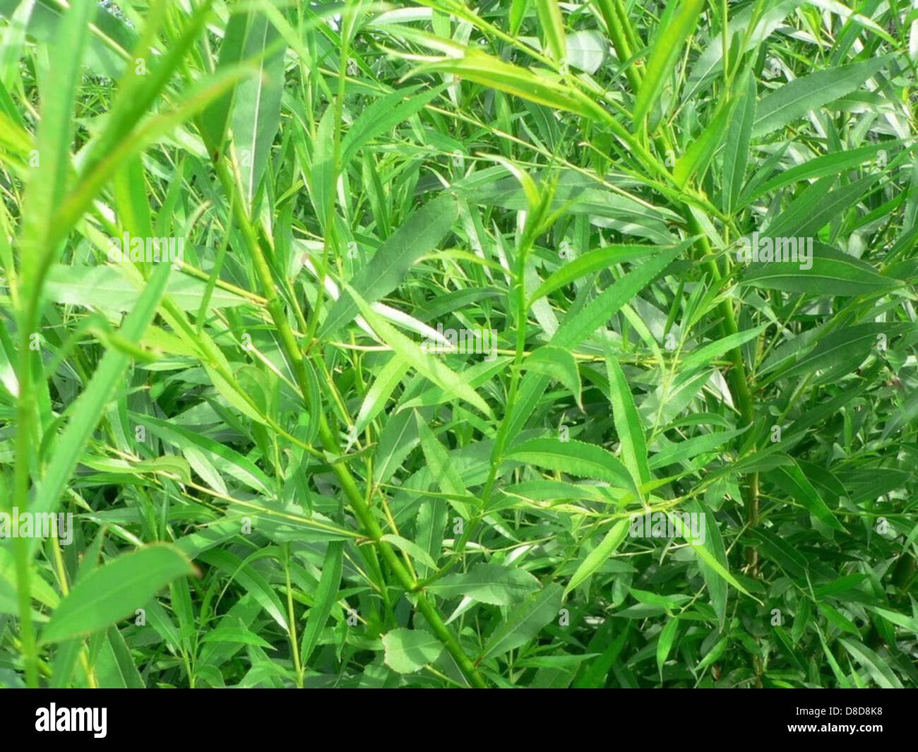 A close-up image of sharp, pointed leaves, showcasing the texture and ...