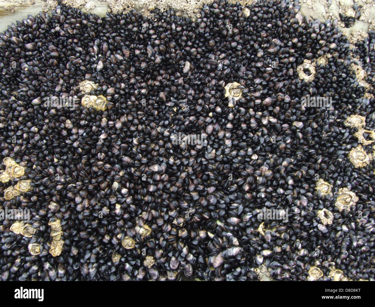 Shellfish are clustered on rocks at Waimarama Beach, showcasing the ...