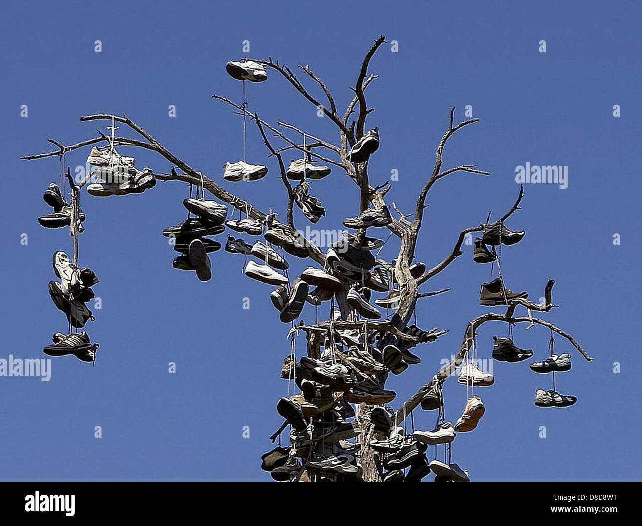A shoe tree at Morley Field features numerous shoes hanging from its ...