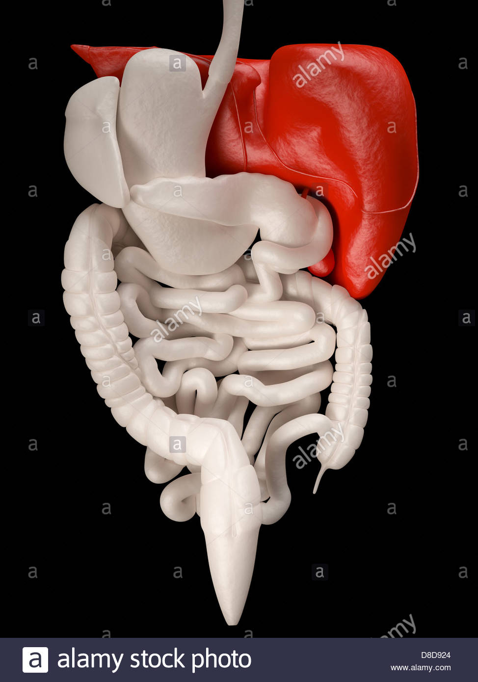 Human Anus High Resolution Stock Photography and Images - Alamy
