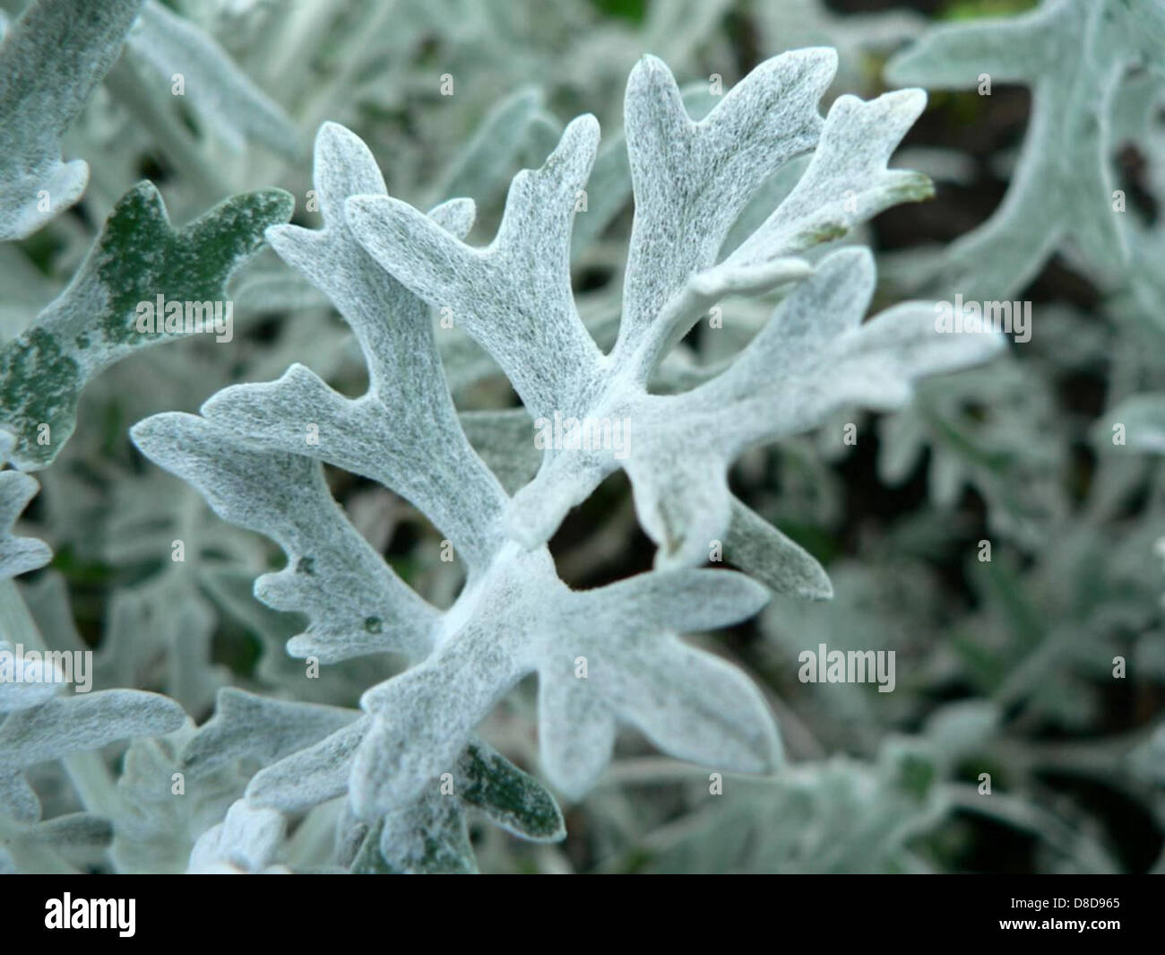 A silver-colored leaf glistens in the sunlight, showing off its ...