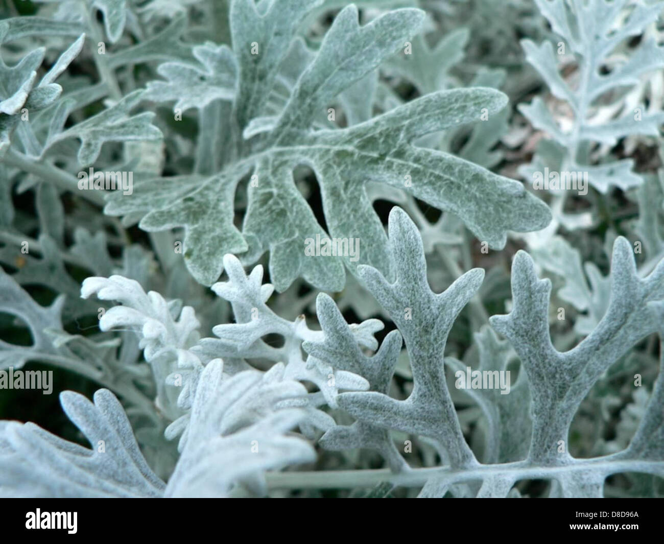 A close-up of silver-colored leaves, which have a unique sheen and ...