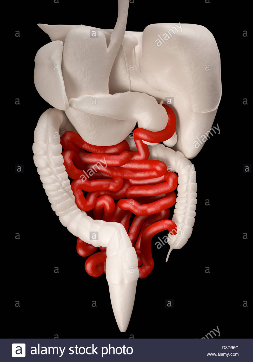 Ascending Colon High Resolution Stock Photography and Images - Alamy