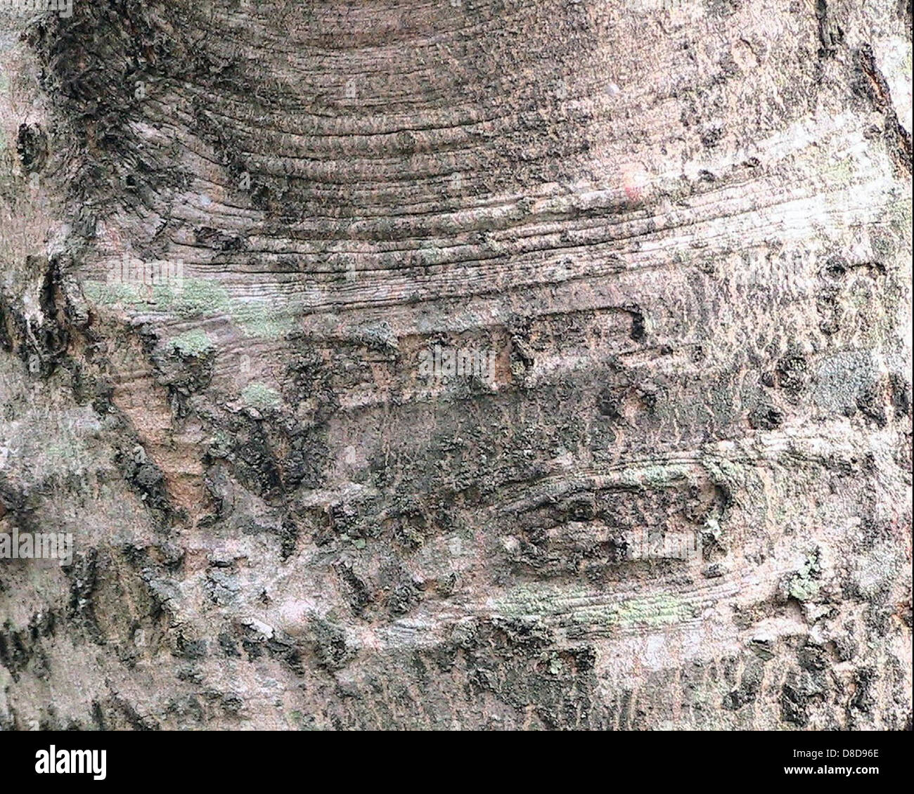 A close-up of the bark of a silver maple tree (Acer saccharinum ...