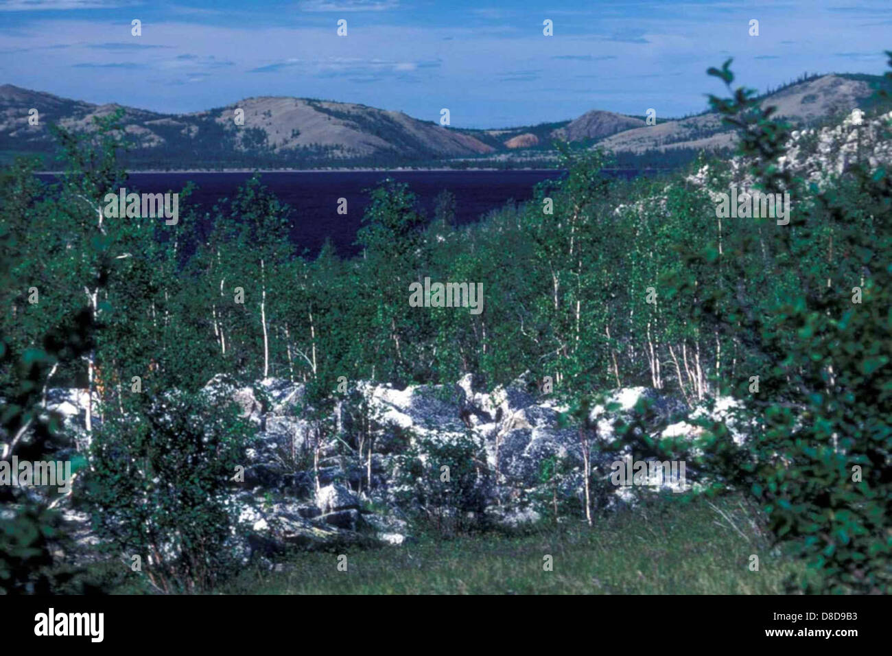 A photograph of plants in a slough landscape, depicting wetland ...