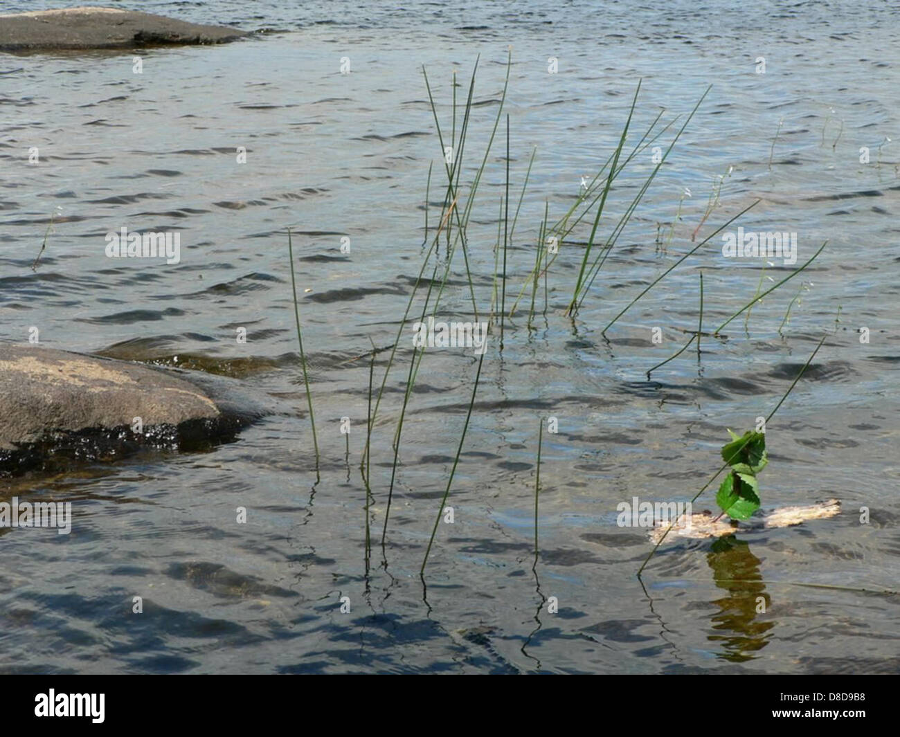 This image features a small boat crafted from bark, showcasing an ...