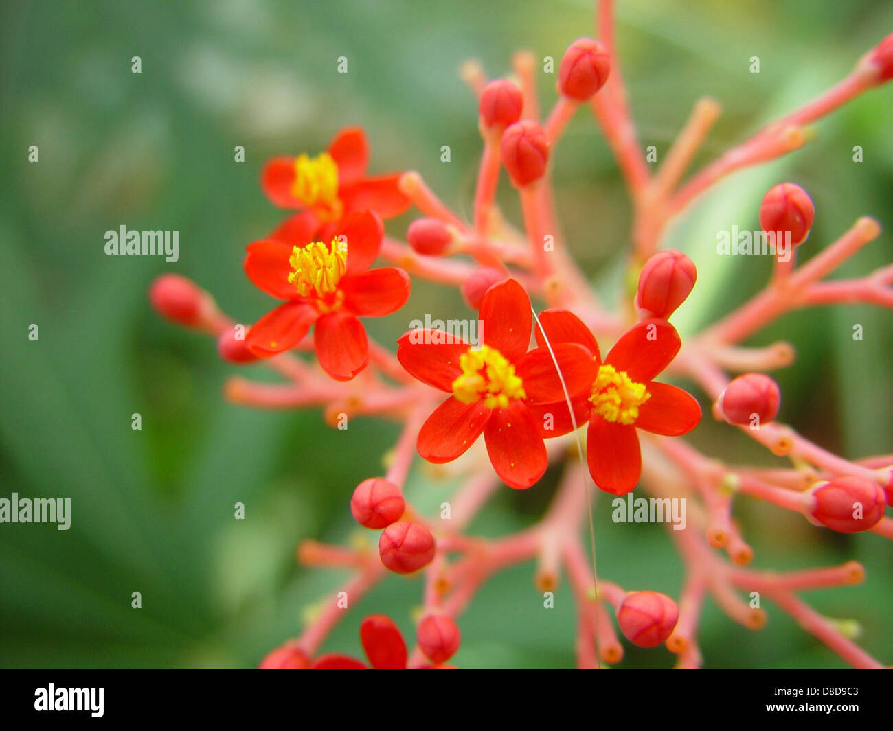 A close-up view of small but vibrant flowers in the Adelaide Botanical ...
