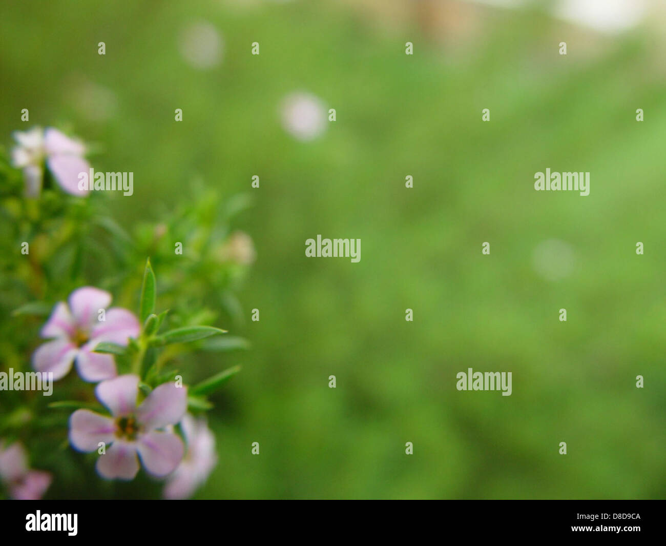 Small flowers bottom left light green background Stock Photo - Alamy