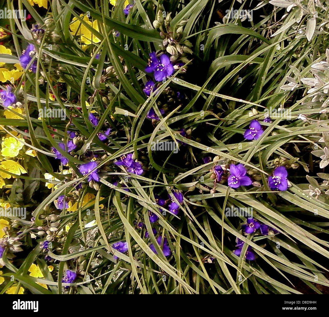 A close-up image of small purple flowers growing in a well-maintained ...