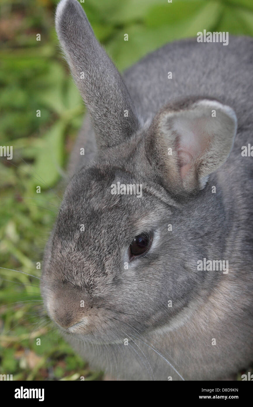 Grey rex rabbit hi-res stock photography and images - Alamy