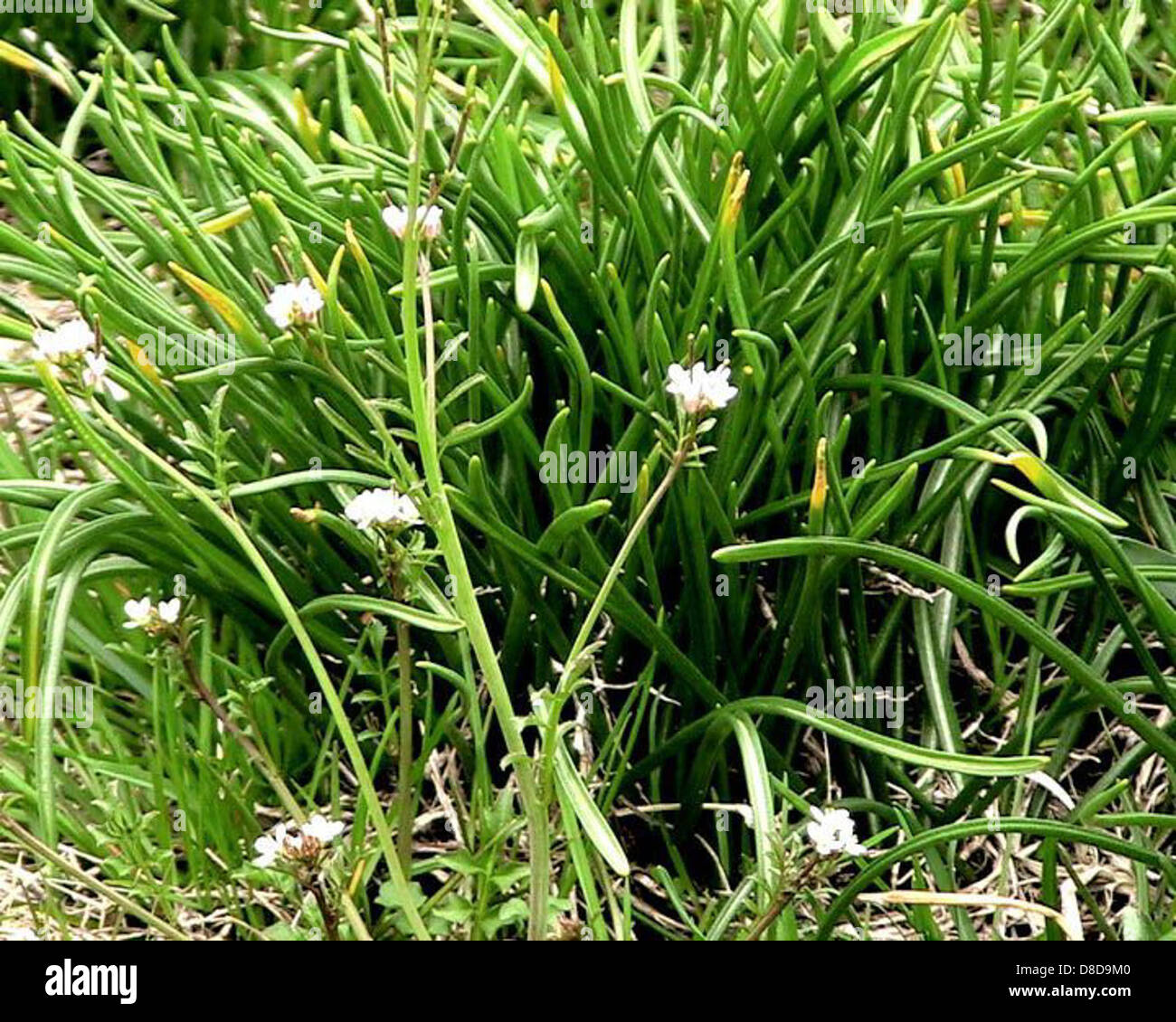 Small white flowers bloom in early spring, signaling the arrival of the ...