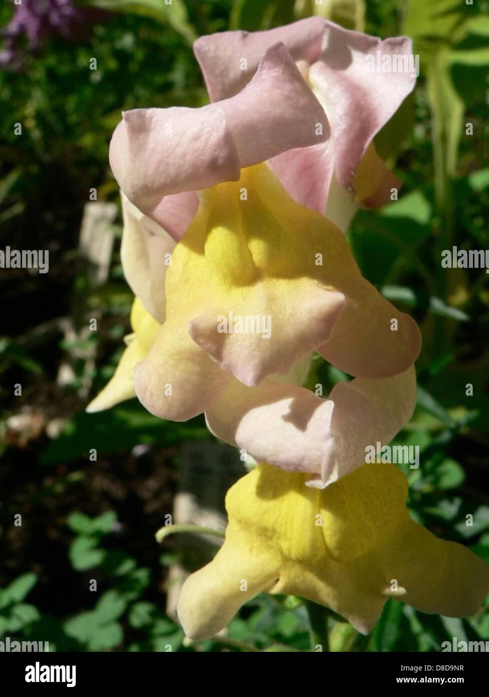 A close-up image of a yellow Snapdragon flower, showcasing its vibrant ...