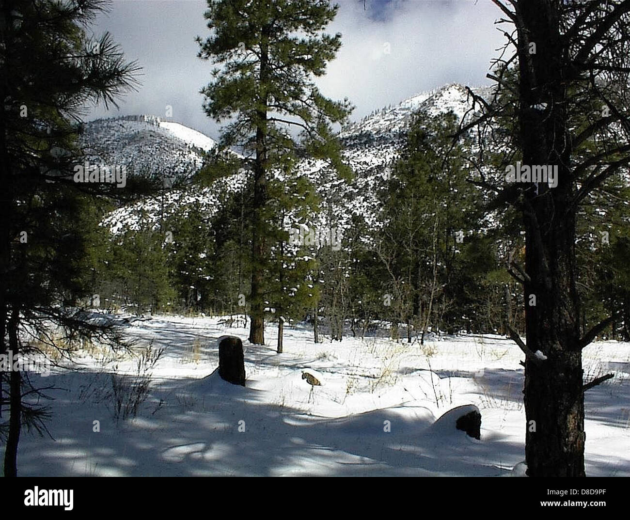 Snowfall in Flagstaff, Arizona, covering the landscape in a winter ...