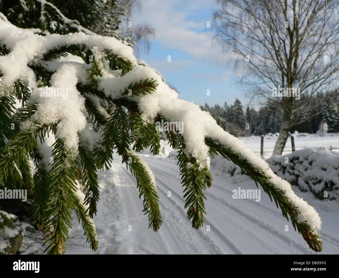 A snowy spruce branch is covered in a dusting of snow, with needles ...
