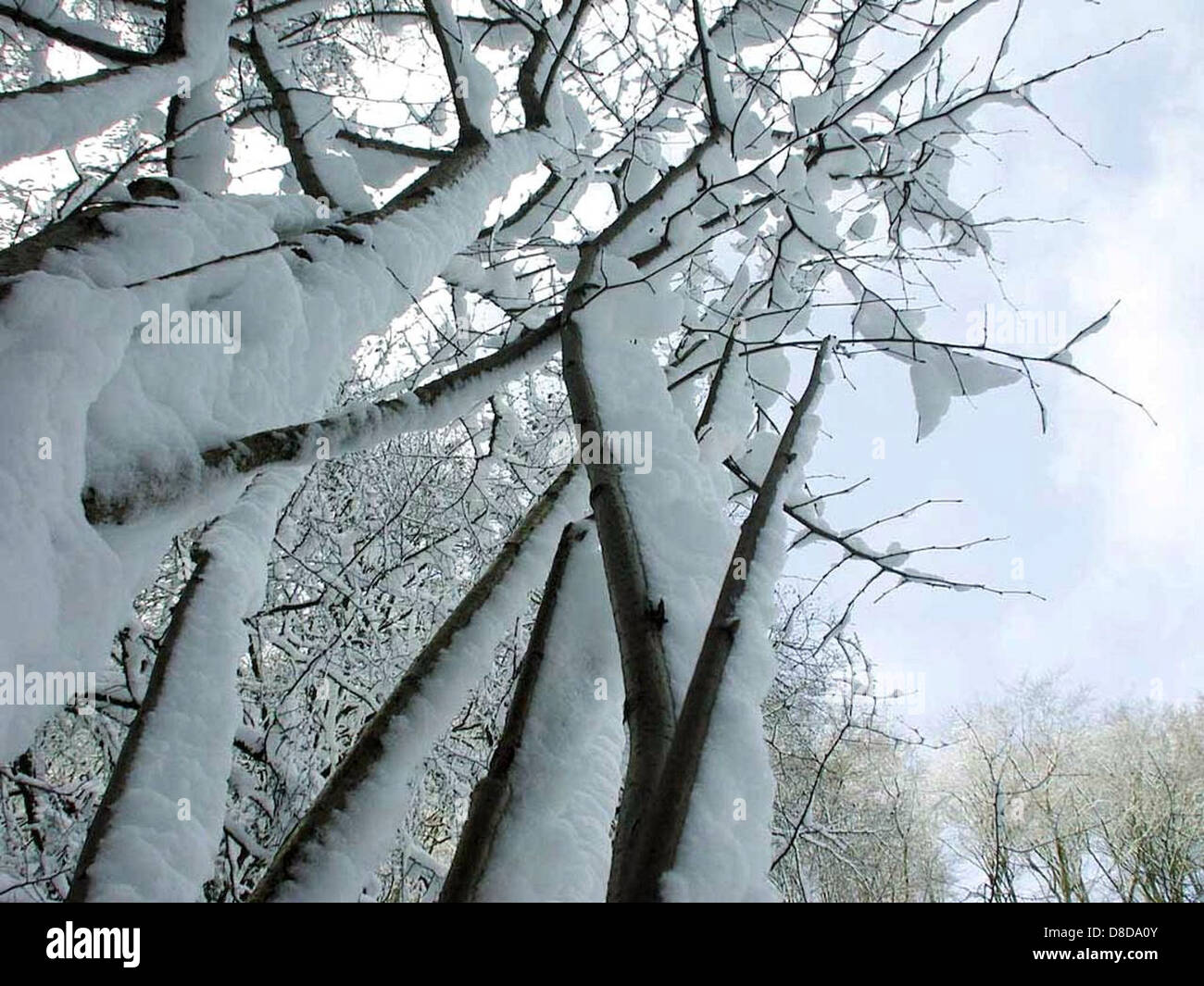 A tree branch covered in a layer of snow, creating a wintery scene. The ...