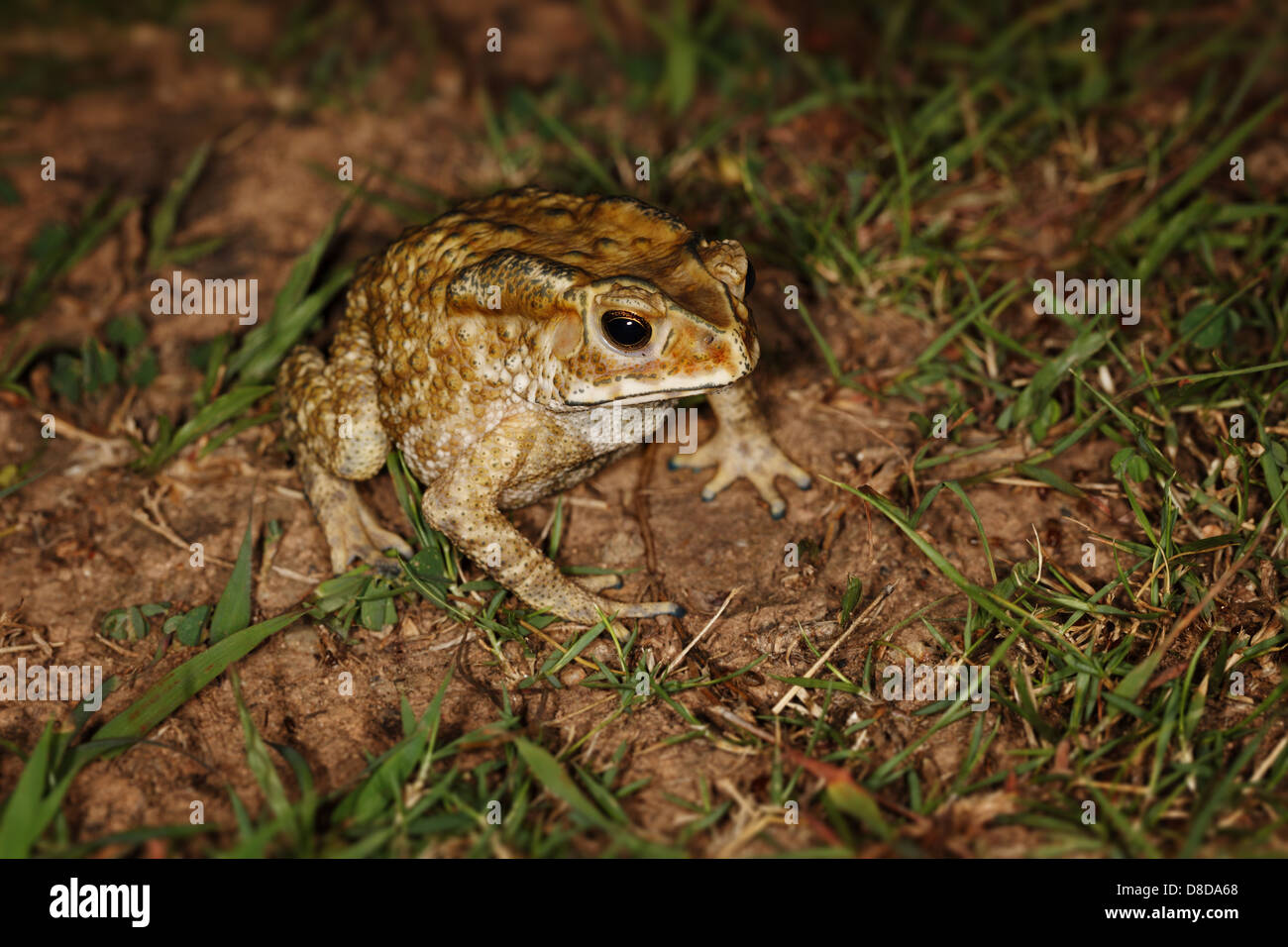 Toad in grass hi-res stock photography and images - Alamy