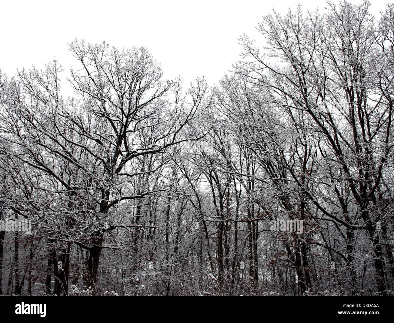 Trees 1 hi-res stock photography and images - Alamy