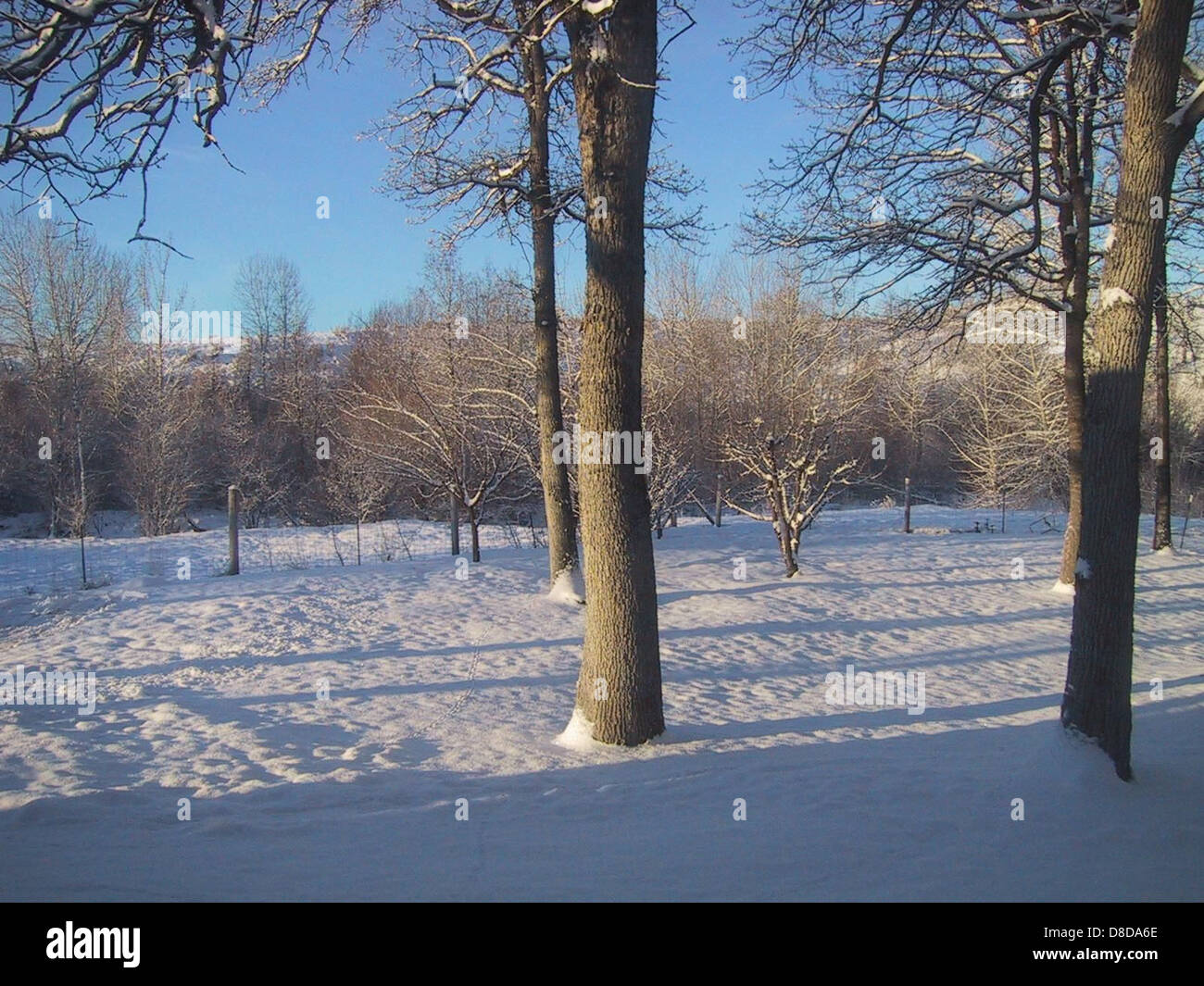 Snow on trees and field Stock Photo - Alamy