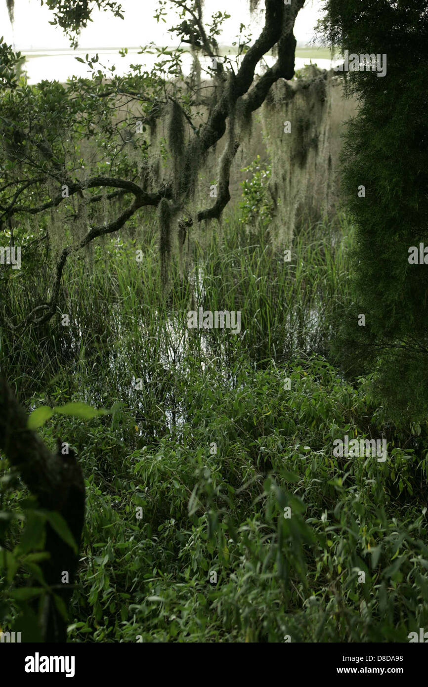Spanish moss (Tillandsia usneoides) drapes down gracefully from a tree ...