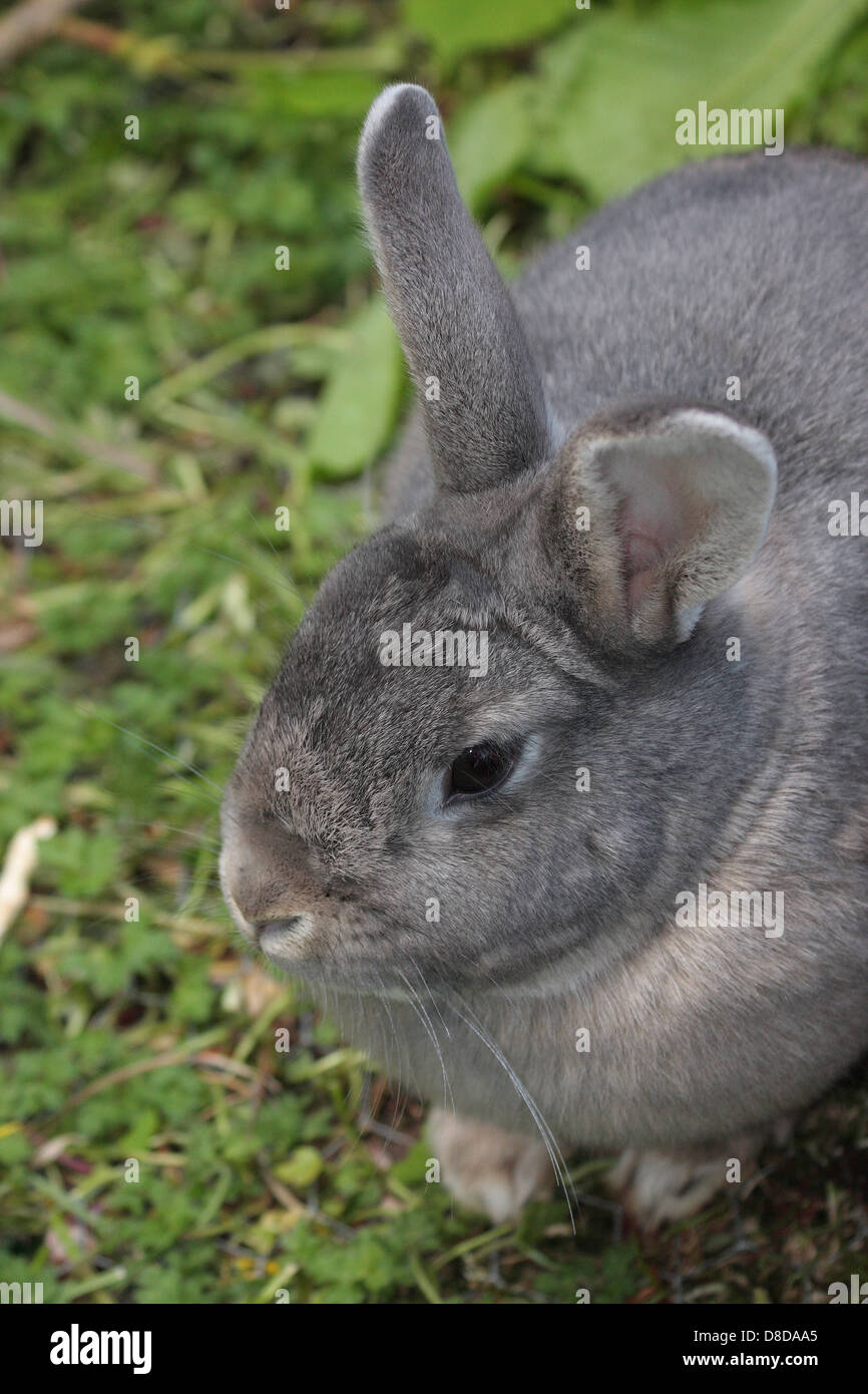 Chinchilla breed of rabbit hi-res stock photography and images - Alamy