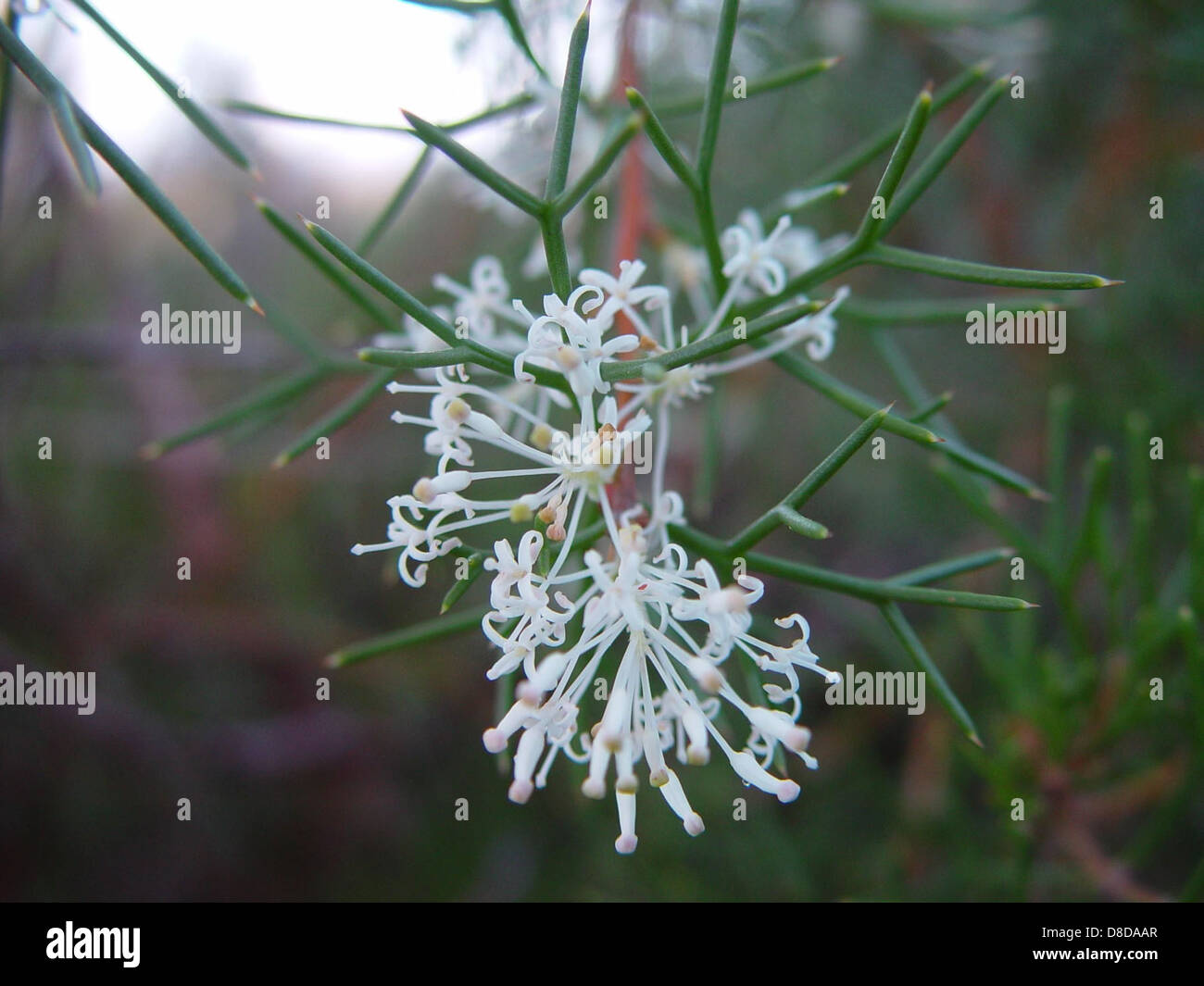 Spindly plant hi-res stock photography and images - Alamy