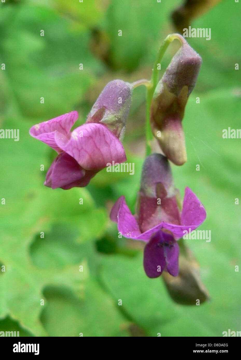 The spring vetchling is a climbing plant with small, vibrant purple ...