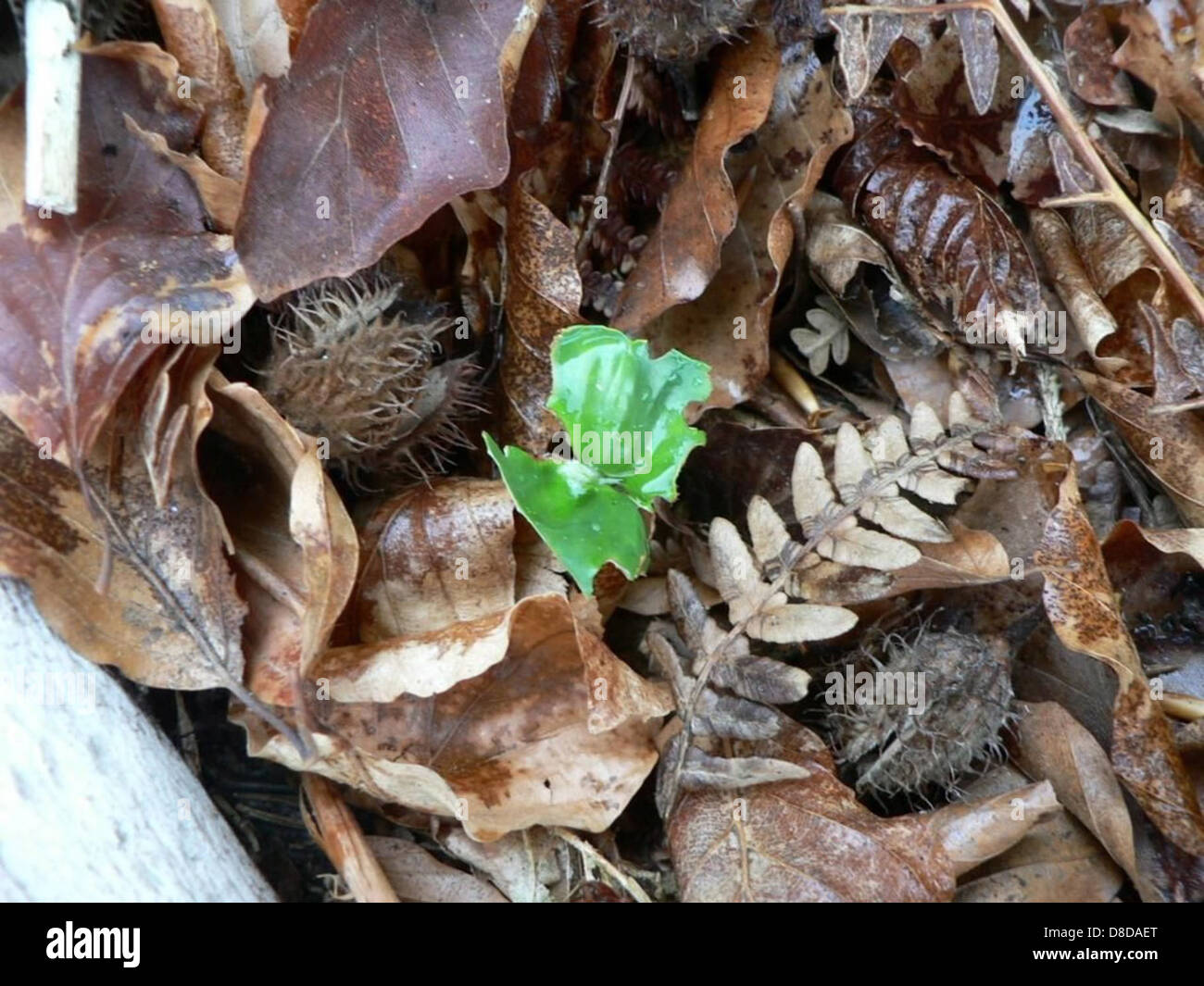 This image shows a single sprout growing amidst a bed of dead leaves ...