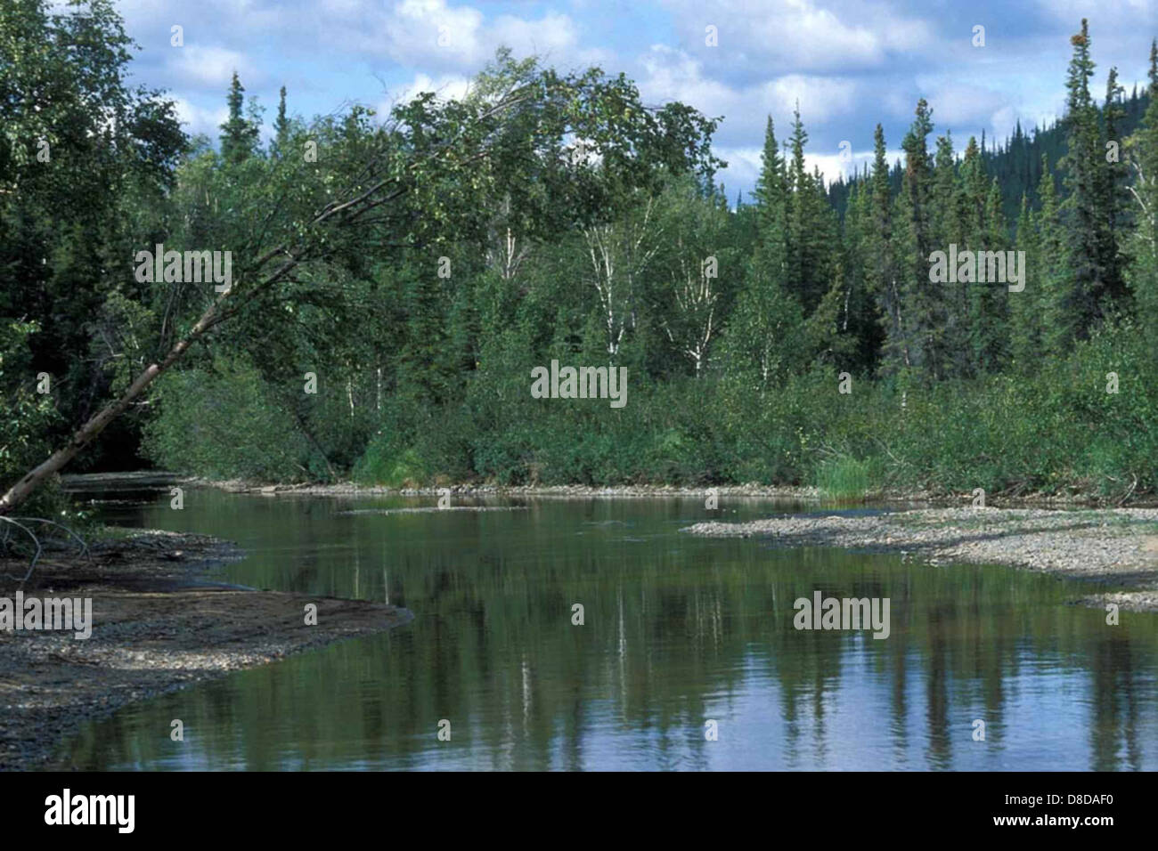 The image depicts a spruce and birch forest along the Kanuti River in ...
