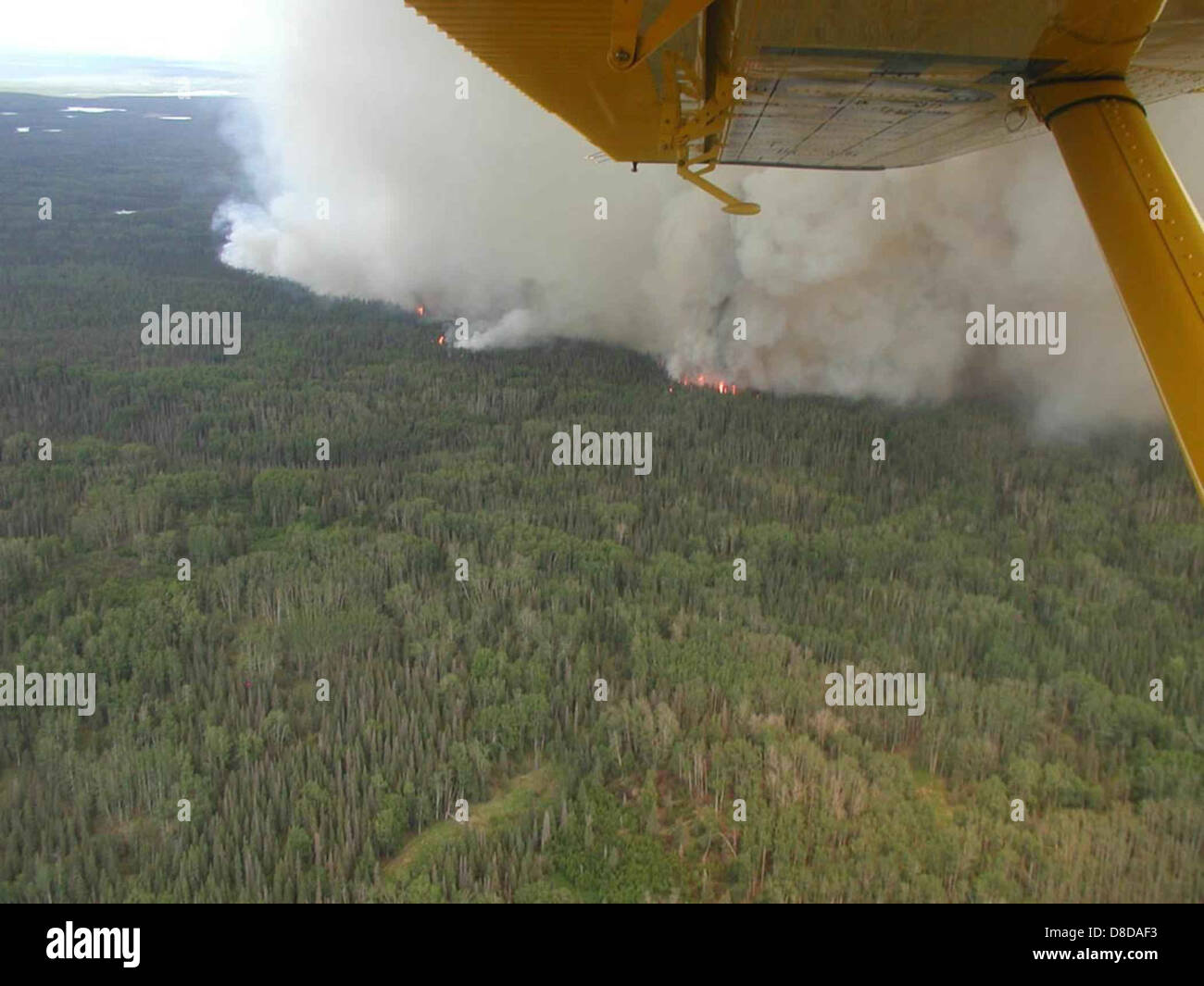Bark beetle infestation in hi-res stock photography and images - Alamy