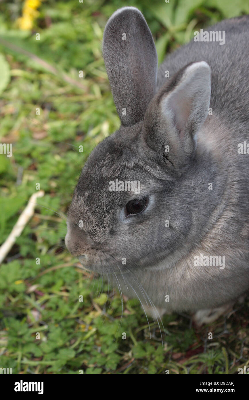 Grey rex rabbit hi-res stock photography and images - Alamy