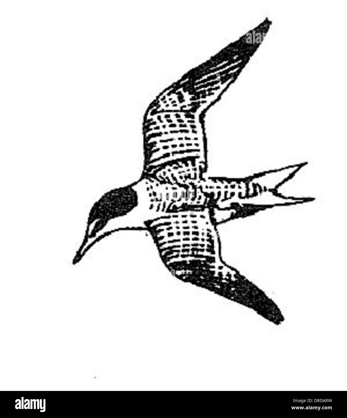 A line drawing of the Sterna antillarum, also known as the least tern ...