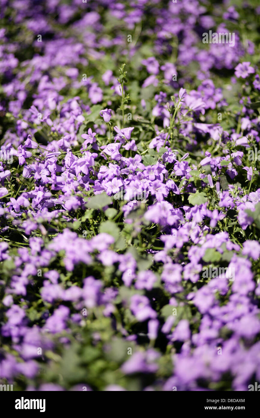 Majestic purple plants Stock Photo - Alamy