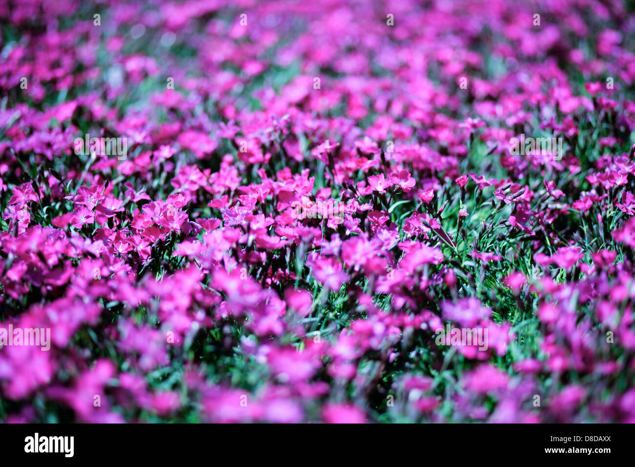 Lobelia species hi-res stock photography and images - Alamy
