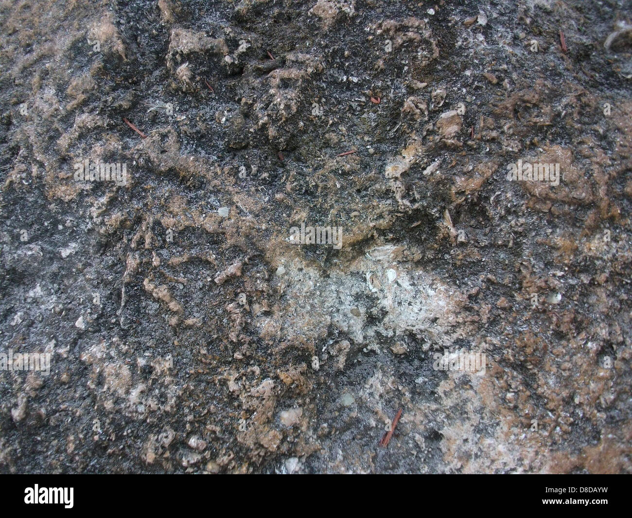 A rock resembling the shape and texture of a seashell, with natural ...