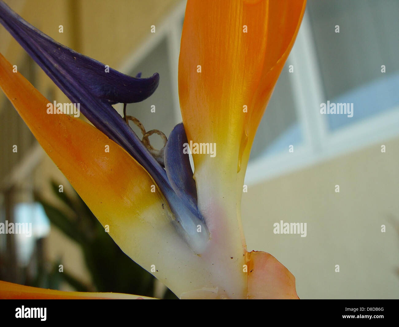 A close-up view of the Strelitzia, also known as the bird of paradise ...