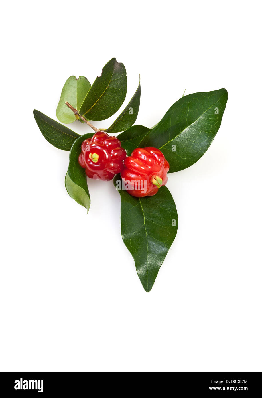 Pitanga brazilian cherry tree fruit hi-res stock photography and images ...