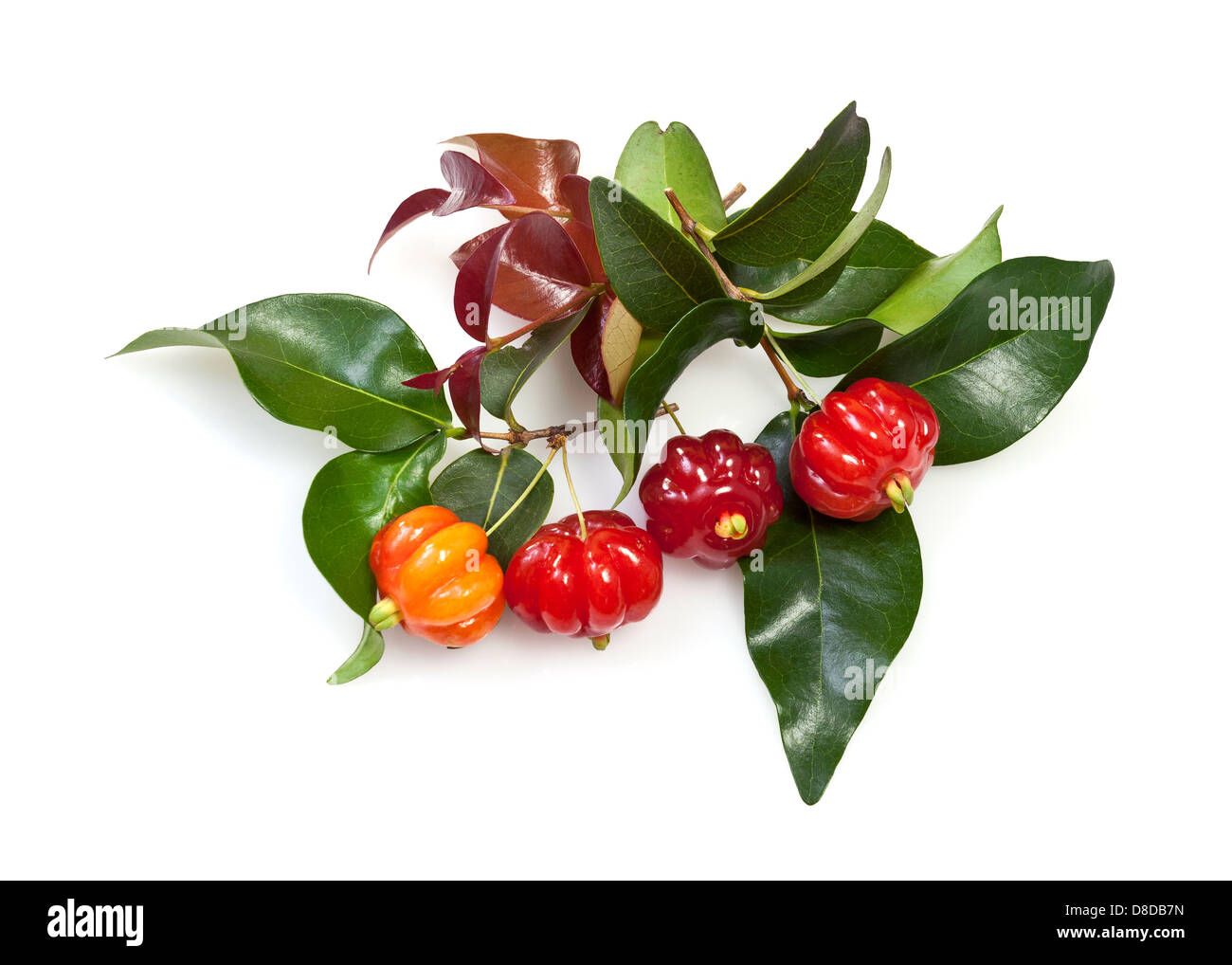 Pitanga hi-res stock photography and images - Alamy