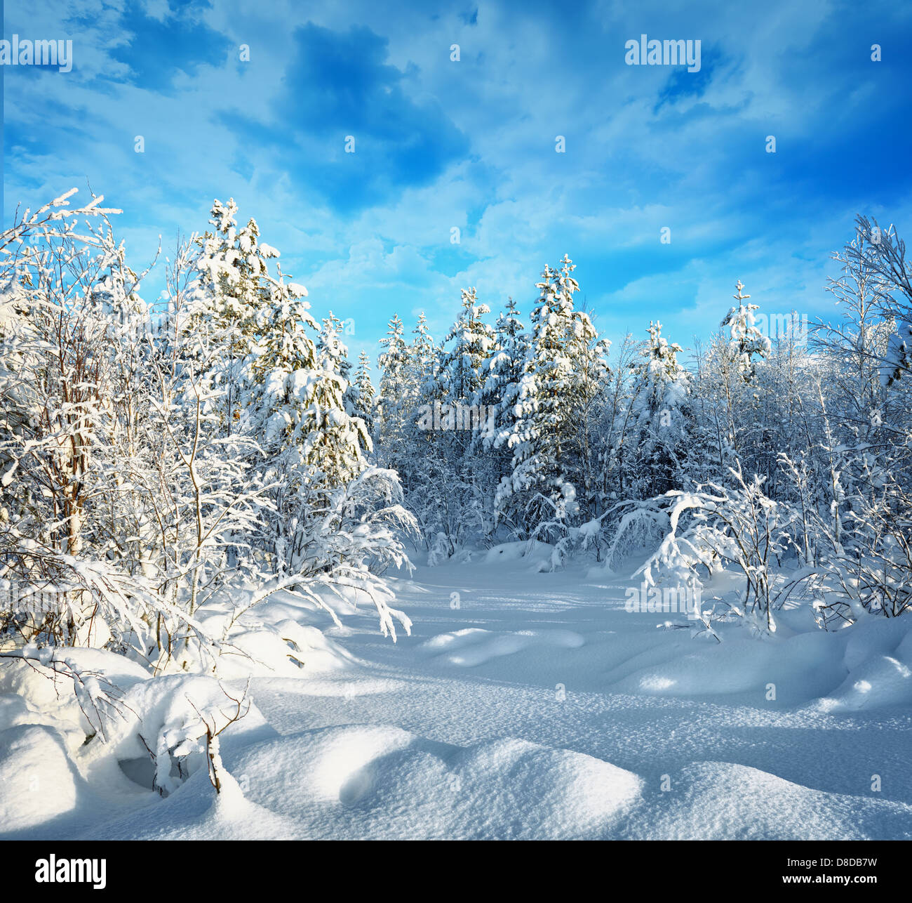 Trees in northern forest covered with hoarfrost and snow Stock Photo ...