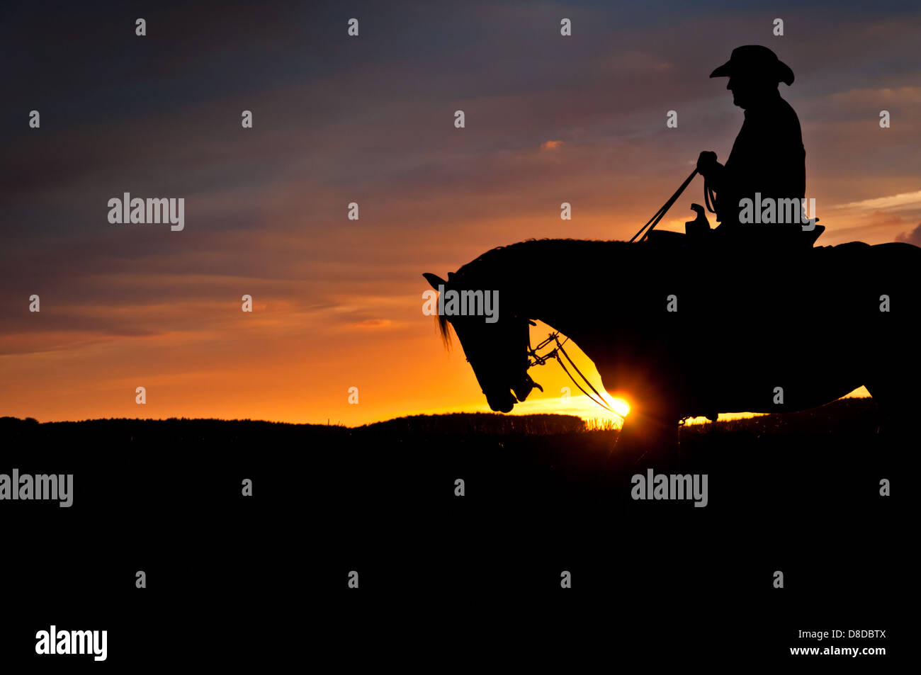 Country Sunset Horse