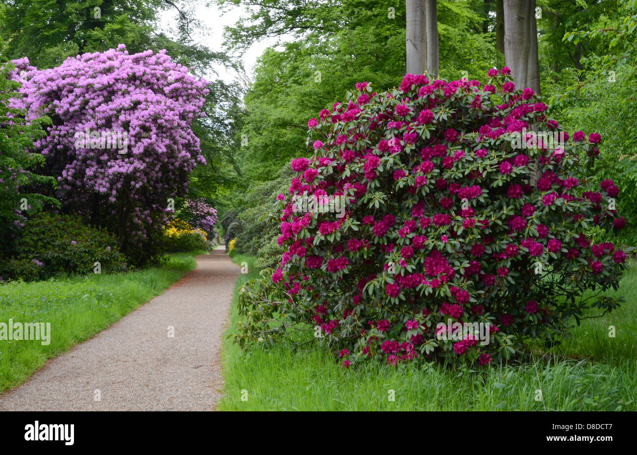 Blooming Rhododendron trees are visible at a park of Heltorf castle in ...