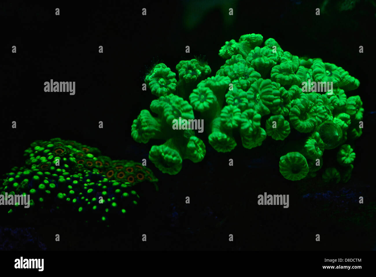 Flurorescent hi-res stock photography and images - Alamy