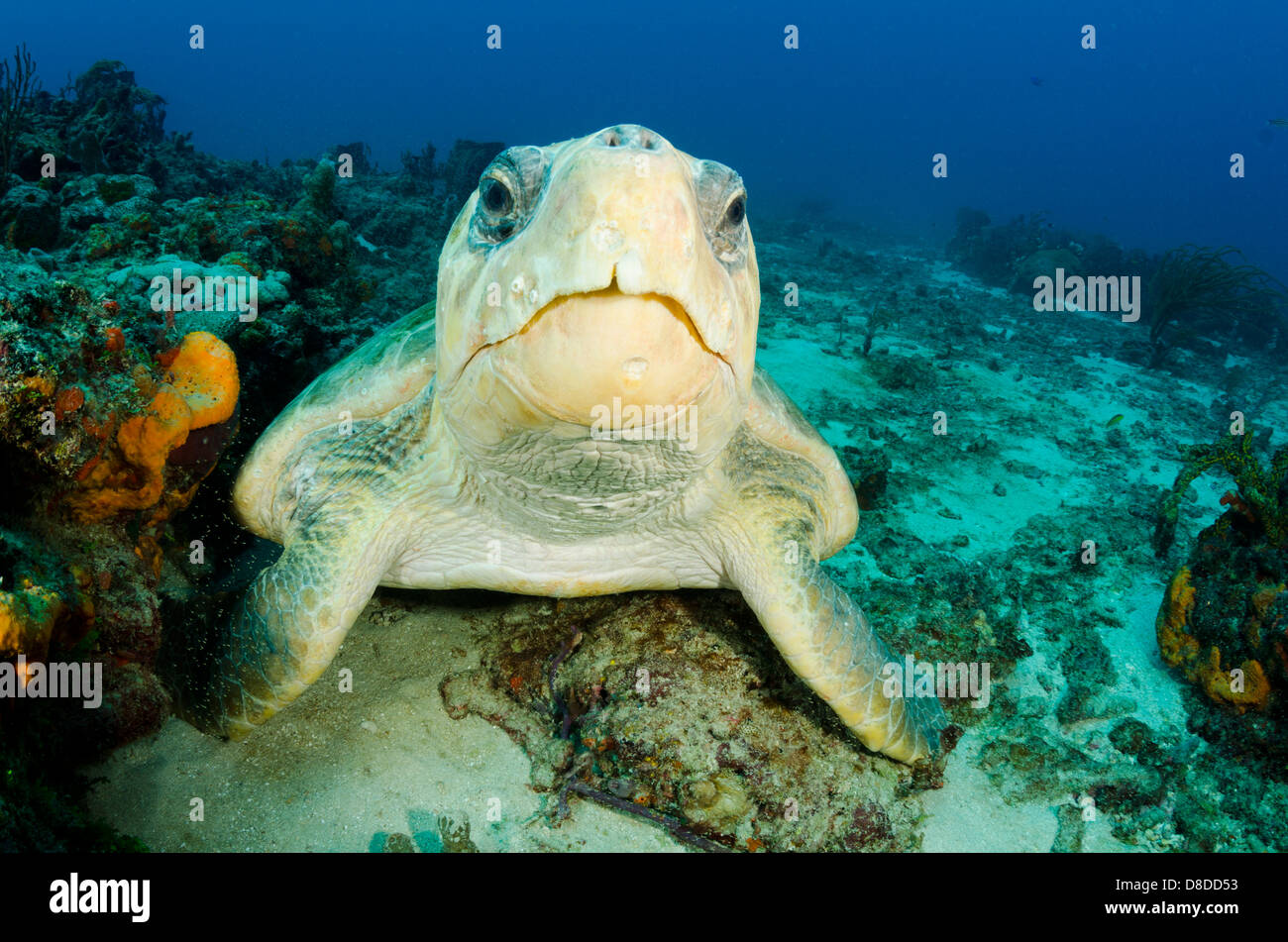 Reef species hi-res stock photography and images - Alamy