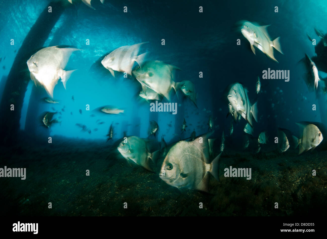 A school of Atlantic spadefish under Blue Heron Bridge in Palm Beach ...