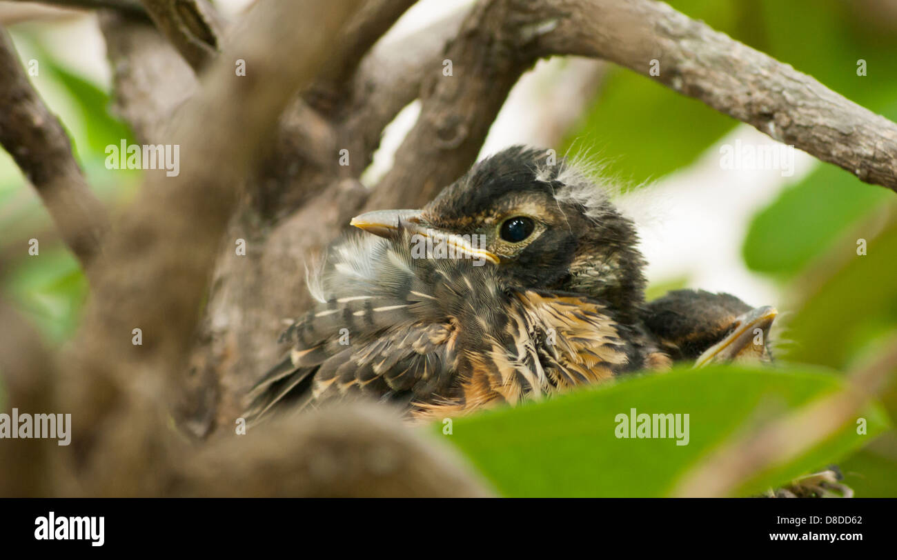 American Robin Chick Stock Photo - Alamy